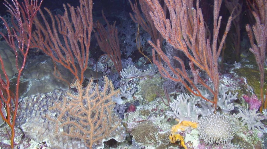 Timor Sea Reef Connections - Schmidt Ocean Institute